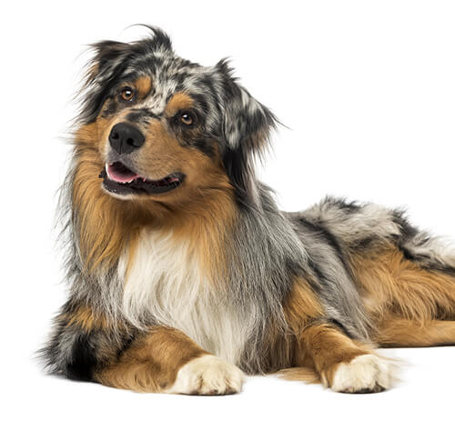 Australianpaimenkoira - tietoa koirarodusta | Purina
