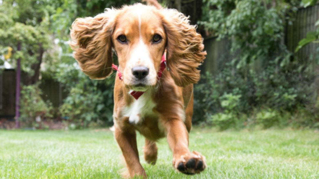 Koirien juoksut | Koiran Tiineys | Purina