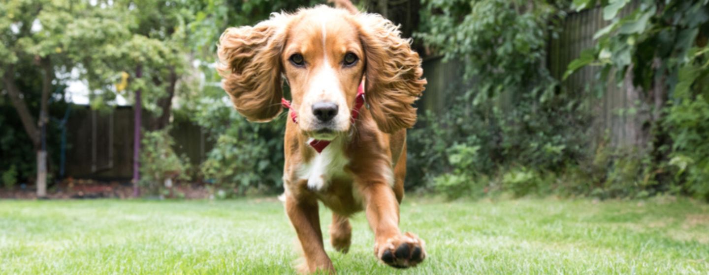 Koirien juoksut | Koiran Tiineys | Purina